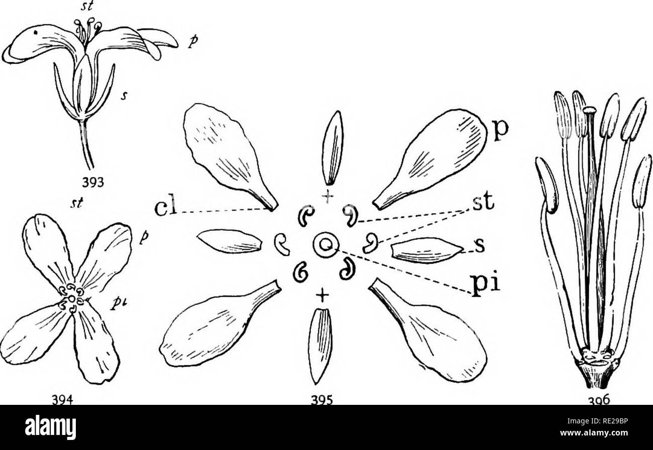Parts of a flower diagram hi-res stock photography and images - Alamy