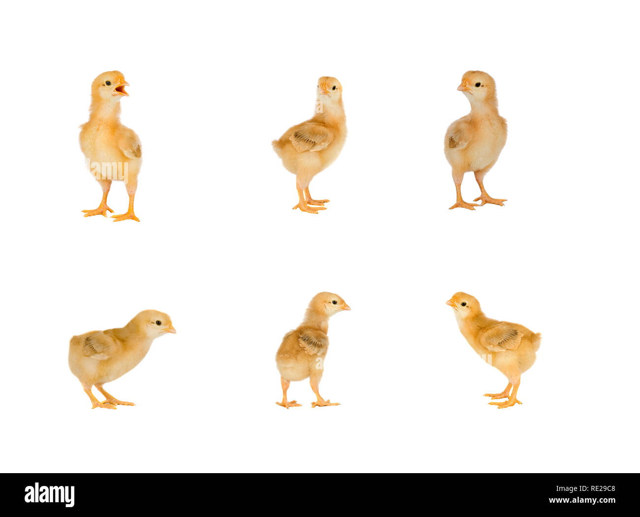 Meeting of chickens seven yellow chickens at Easter Stock Photo - Alamy