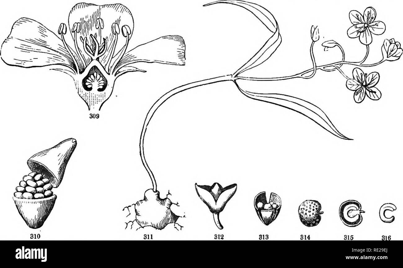 . Botany for young people and common schools. How plants grow, a simple ...
