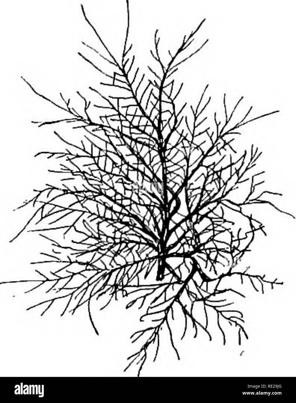 Strong and vigorous plants Cut Out Stock Images & Pictures - Alamy