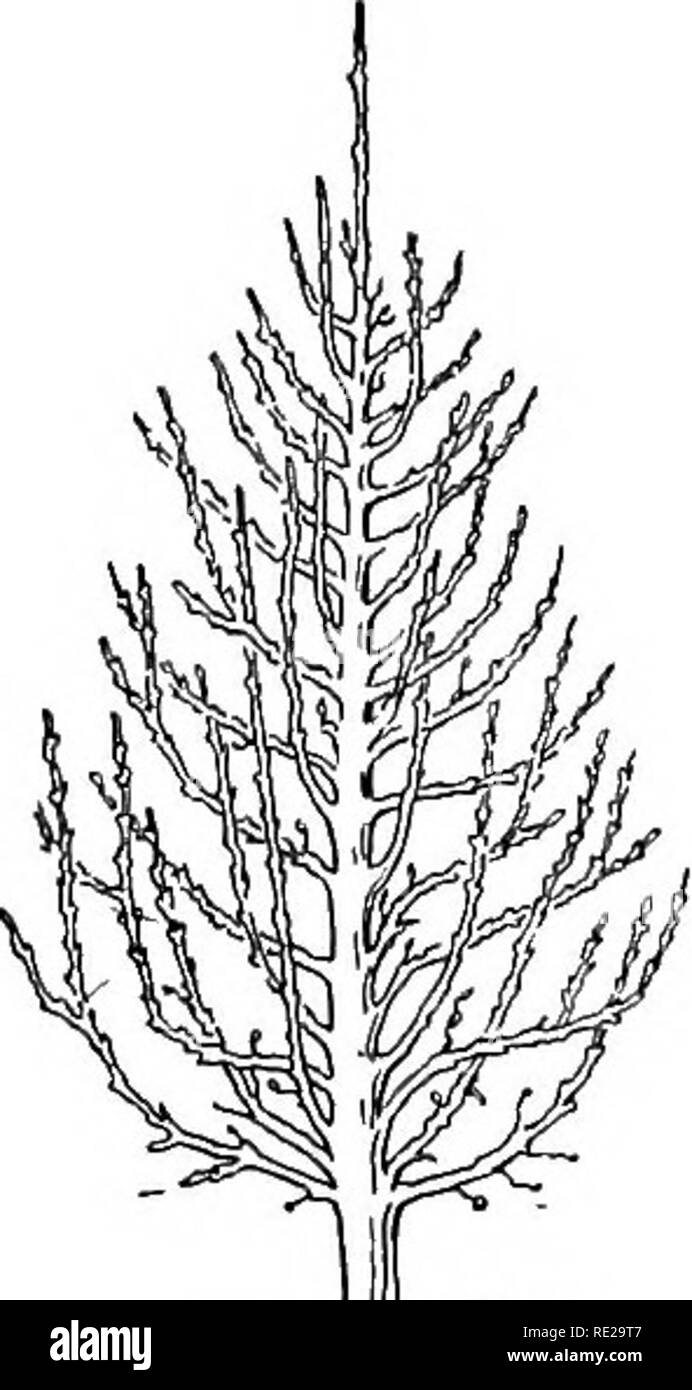 . Botany all the year round; a practical text-book for schools. Botany ...