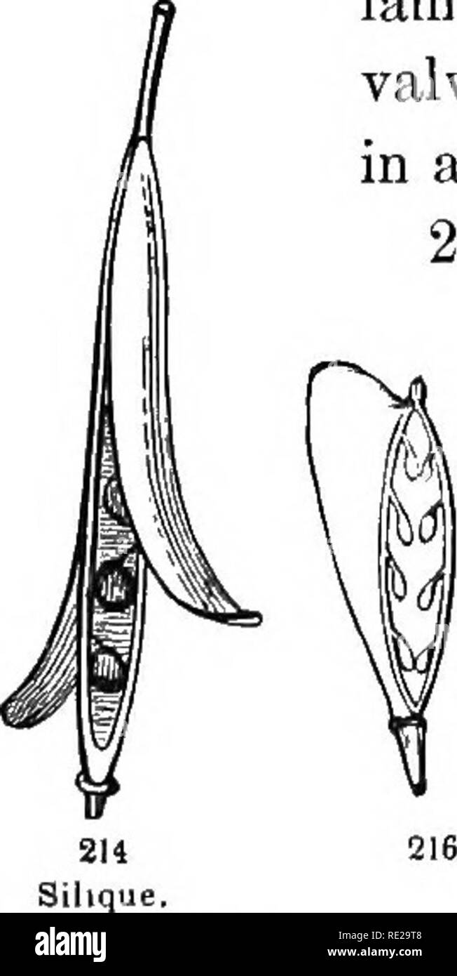 . Botany for young people and common schools. How plants grow, a simple ...