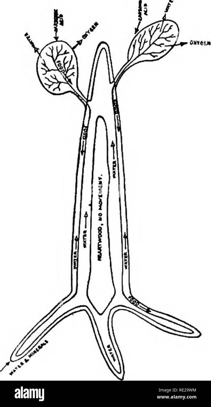 Blood flow animals hi-res stock photography and images - Alamy