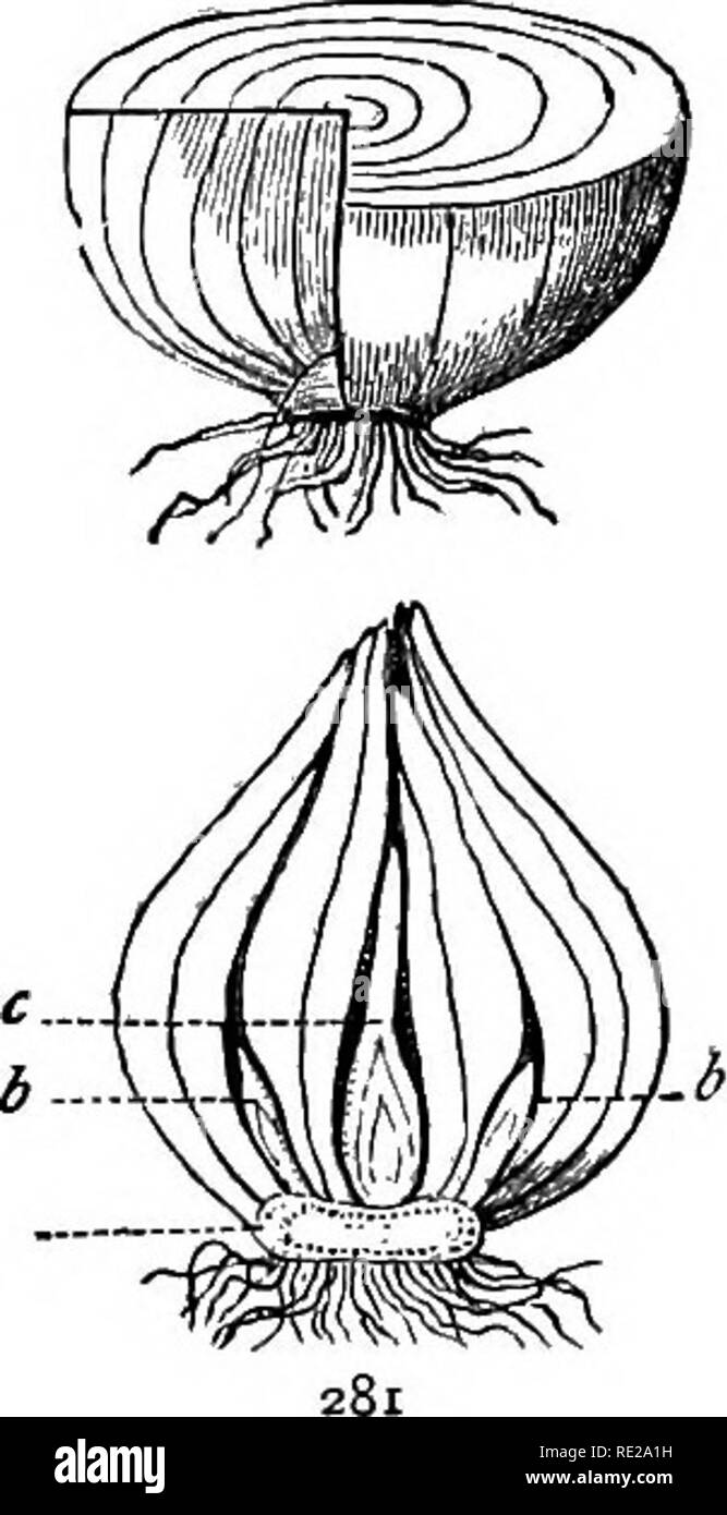 Cross section bulbs Black and White Stock Photos & Images - Alamy