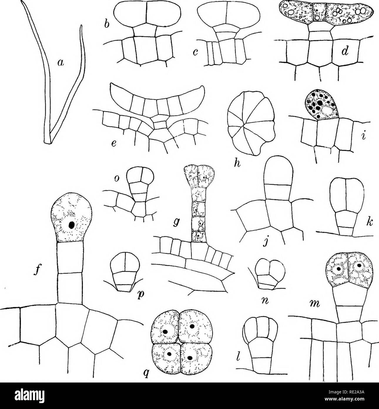 Multicellular trichome hi-res stock photography and images - Alamy