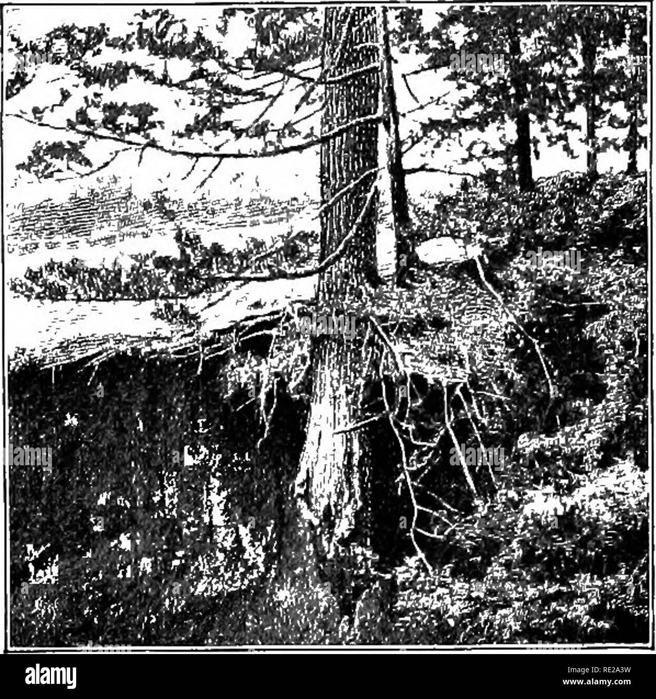 Tree roots underground Black and White Stock Photos & Images - Alamy