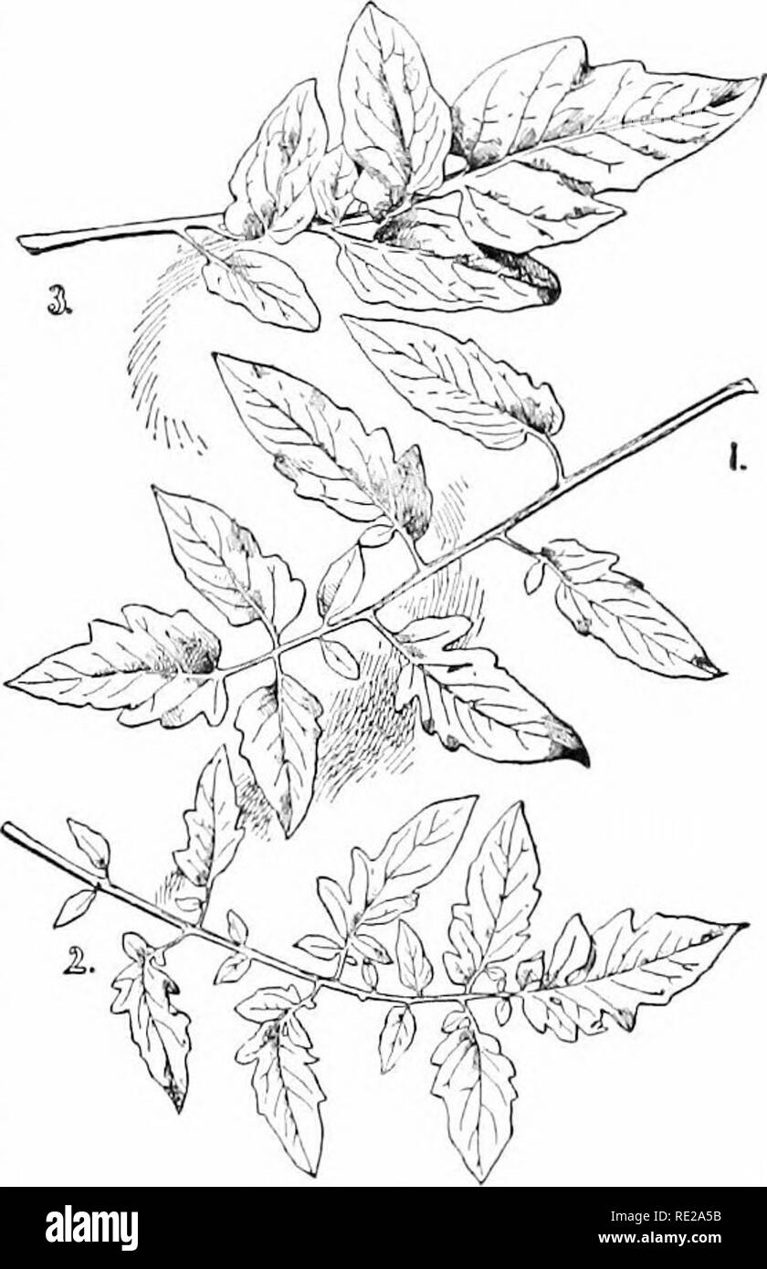 3 tomato plants Black and White Stock Photos & Images - Alamy