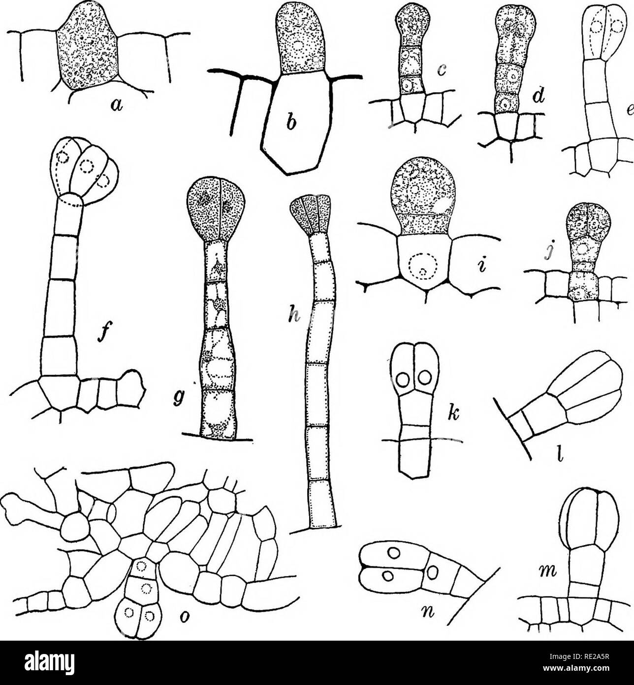 . Studies in heredity as illustrated by the trichomes of species and ...