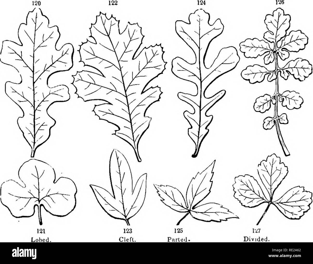 Simple lobed leaf hi-res stock photography and images - Alamy
