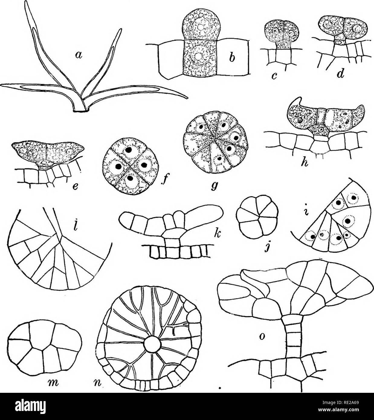 Glandular trichomes Black and White Stock Photos & Images - Alamy