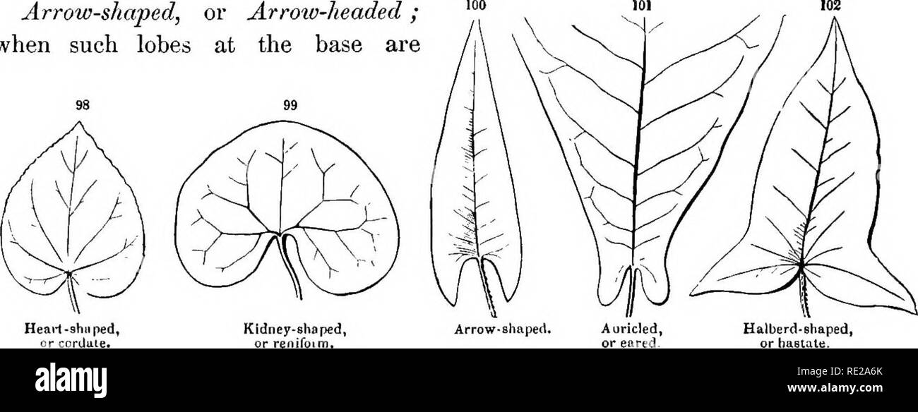 Reniform shape hi-res stock photography and images - Alamy