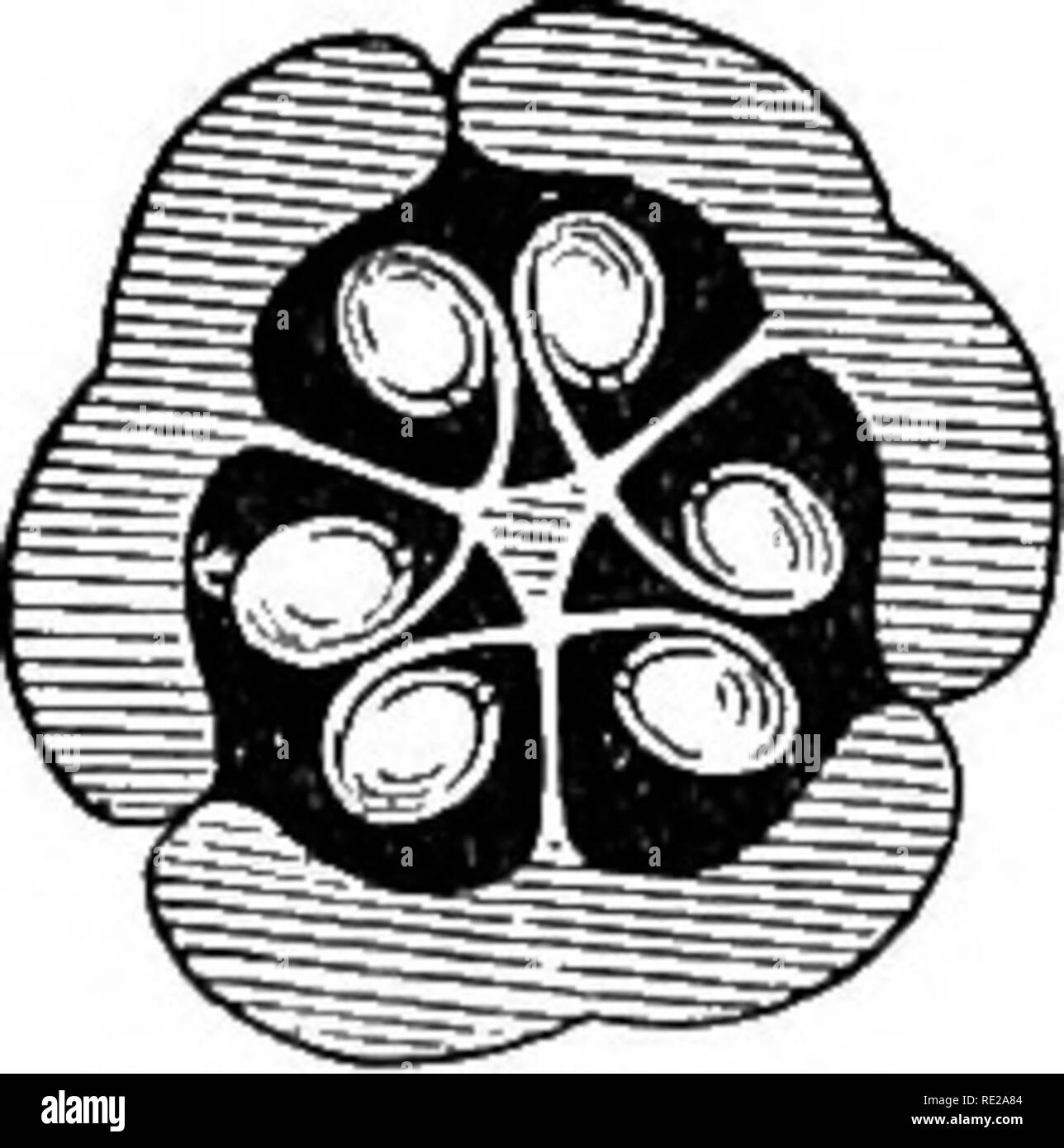 Hilum Black and White Stock Photos & Images - Alamy