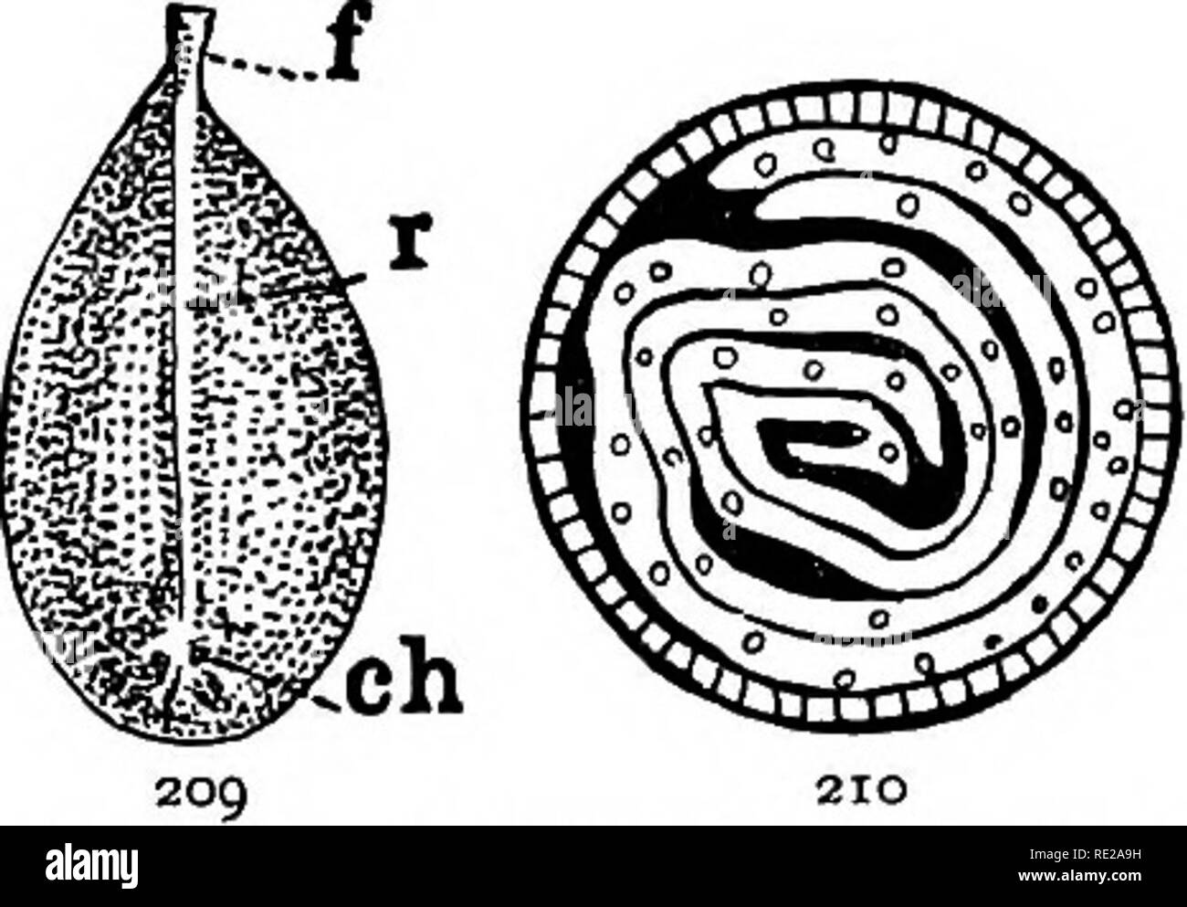 . Botany all the year round; a practical text-book for schools. Botany ...