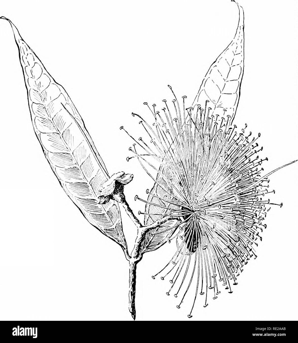 Sal seed Black and White Stock Photos & Images - Alamy