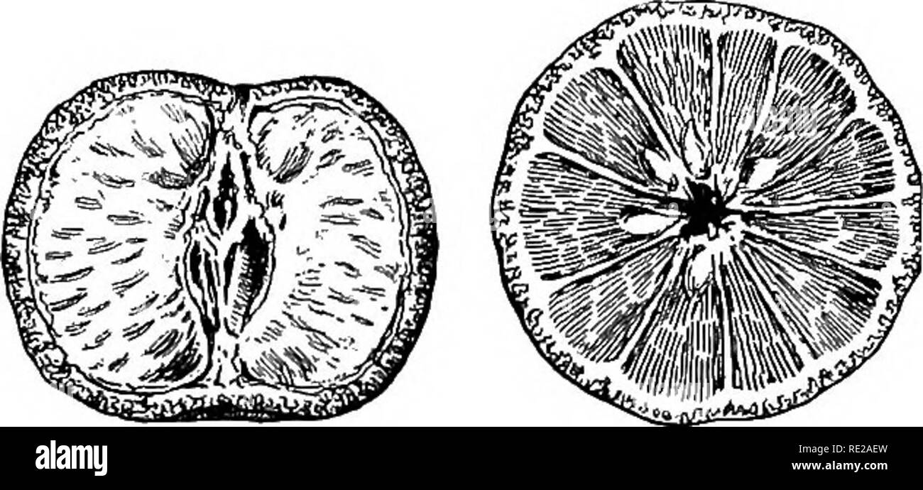 Pineapple Cross Section Black And White Stock Illustration Of Bisected