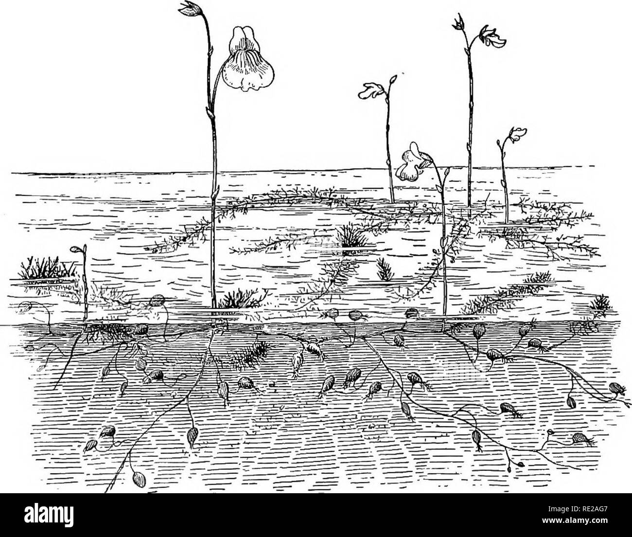 Bladderwort microscope hi-res stock photography and images - Alamy