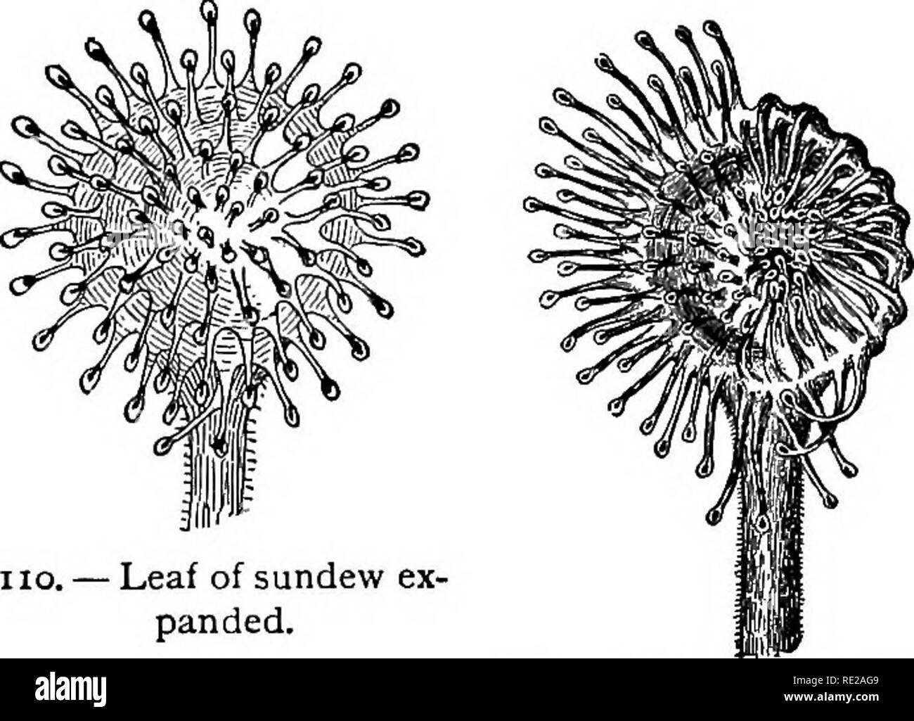 Sundew Plant Diagram