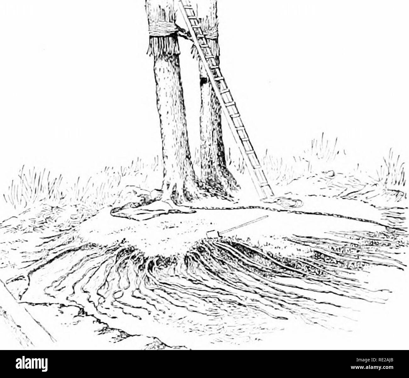 Tree with root ball Black and White Stock Photos & Images - Alamy