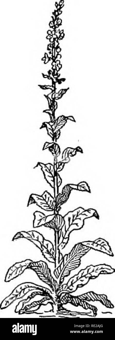 Mullein stalk Black and White Stock Photos & Images - Alamy