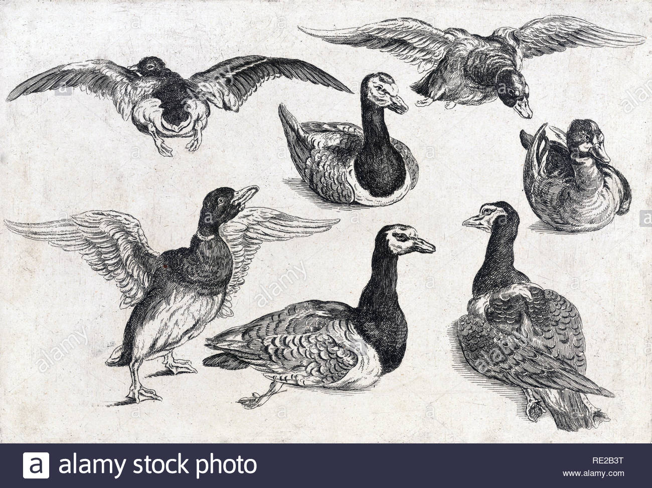 Bird drawings hi-res stock photography and images - Alamy