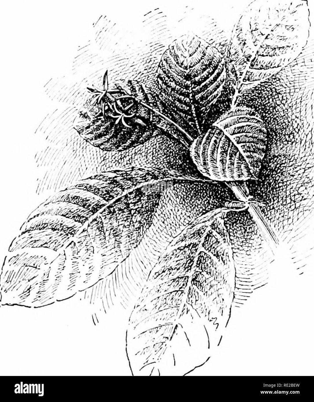 Hairy hollyhock Black and White Stock Photos & Images - Alamy