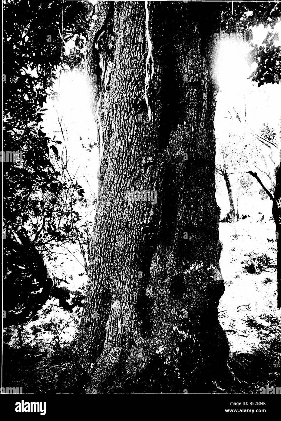 Tree bark roughness Black and White Stock Photos & Images - Alamy