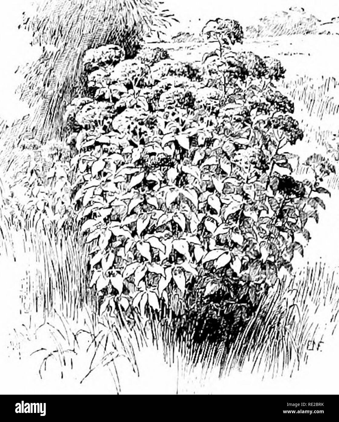 . Cyclopedia of American horticulture, comprising suggestions for ...