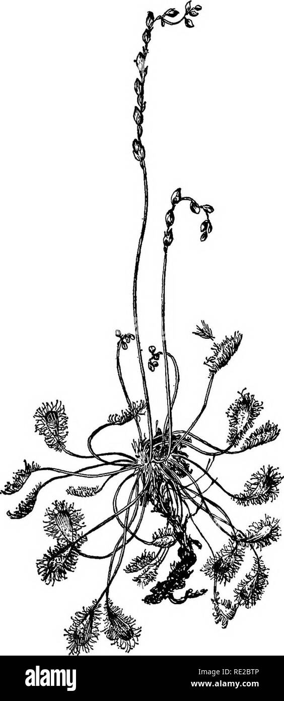 Spatulate leaved sundew Black and White Stock Photos & Images - Alamy