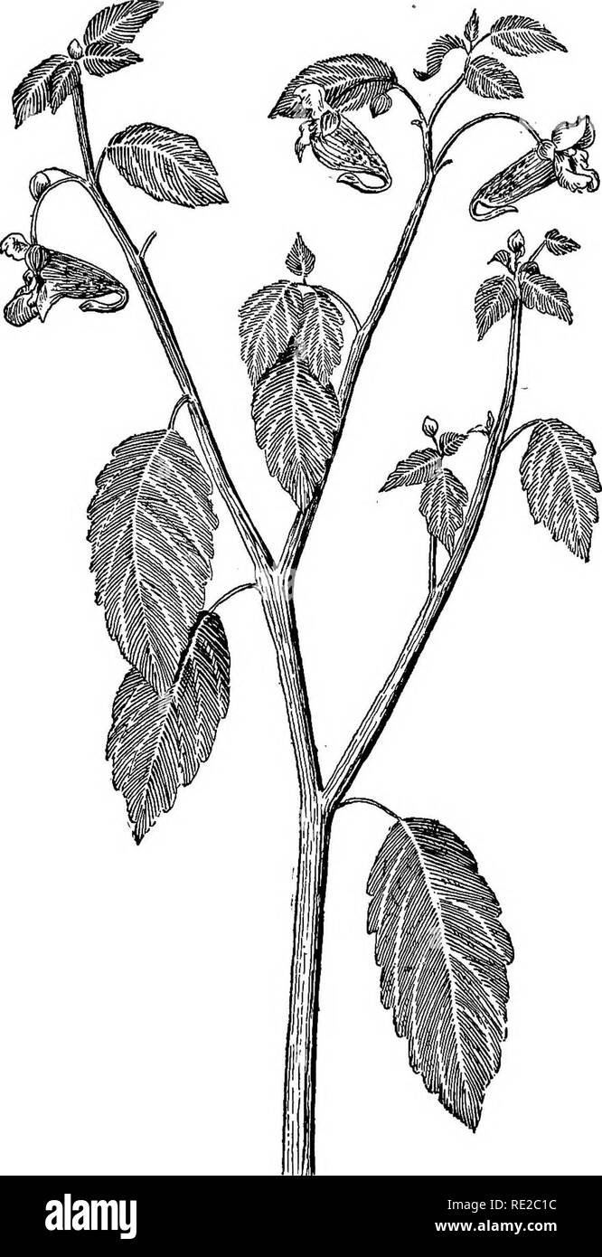 Field balsam Black and White Stock Photos & Images - Alamy