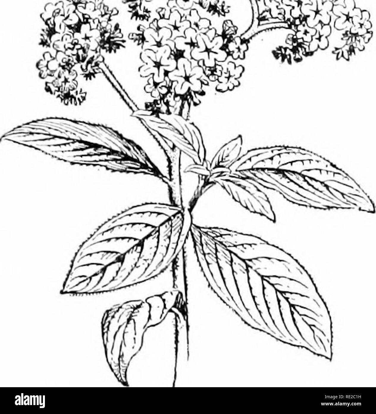 Heliotrope Plant Drawing