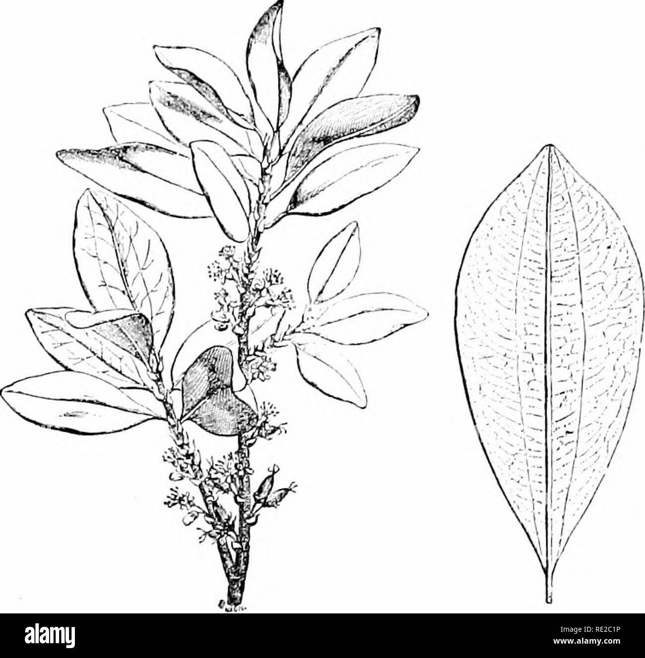 Coca shrub Black and White Stock Photos & Images - Alamy