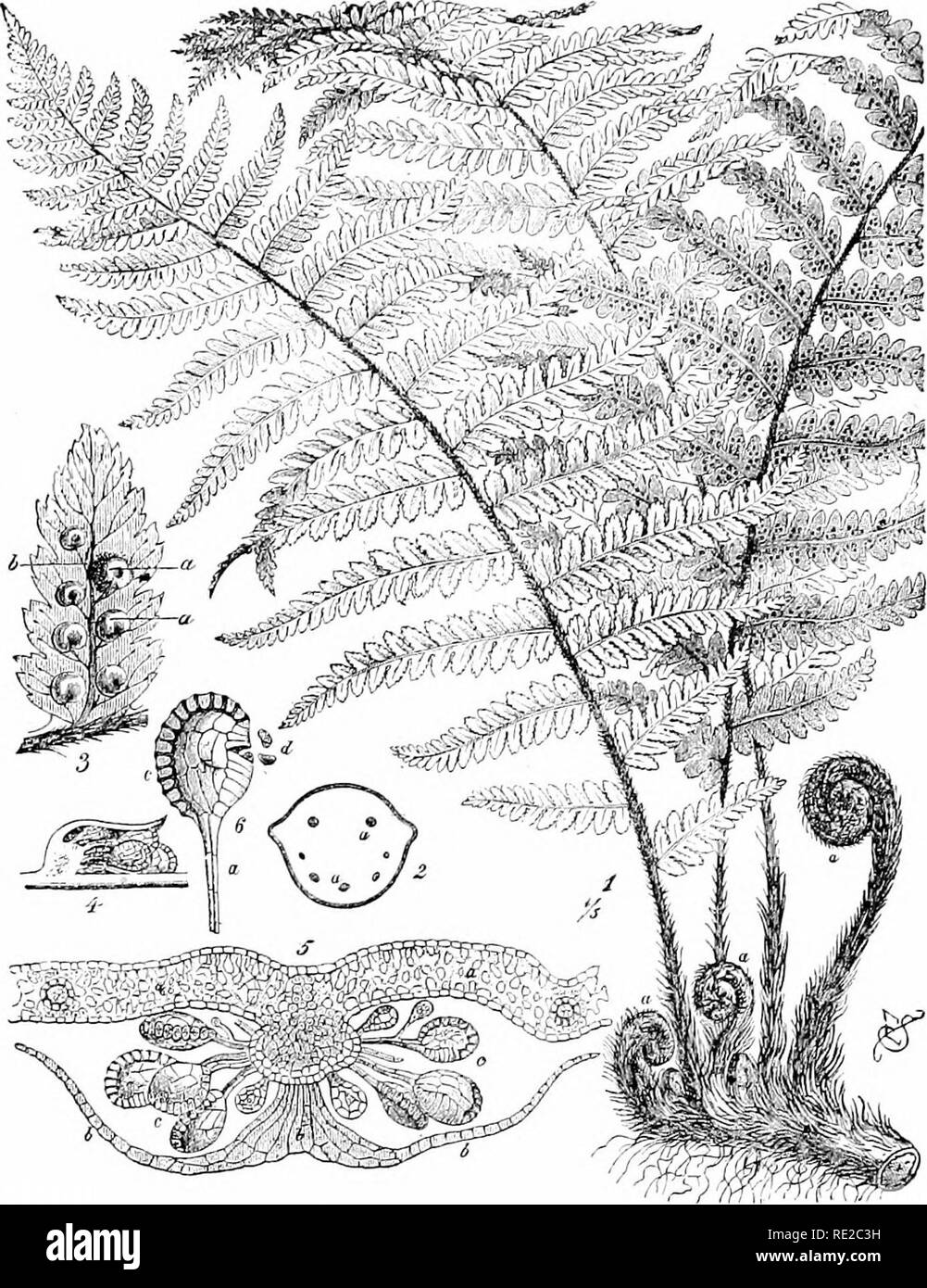 Plant with poisonous sap Black and White Stock Photos & Images - Alamy