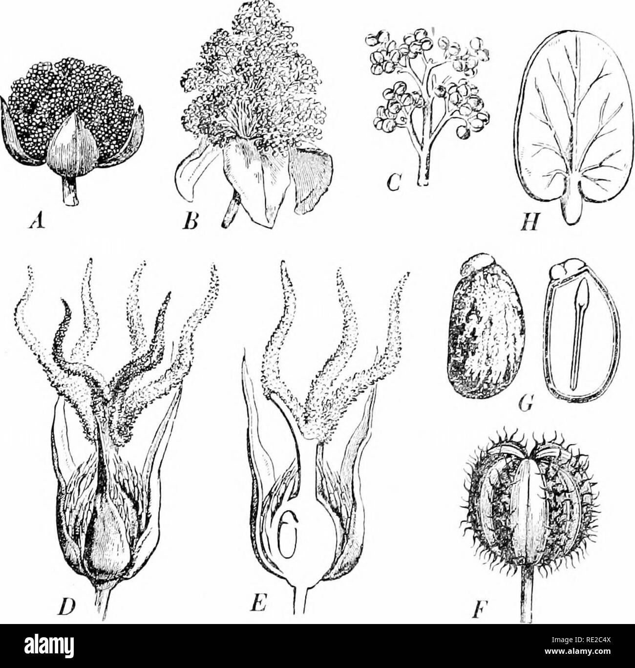 Castor oil plants Black and White Stock Photos & Images - Alamy