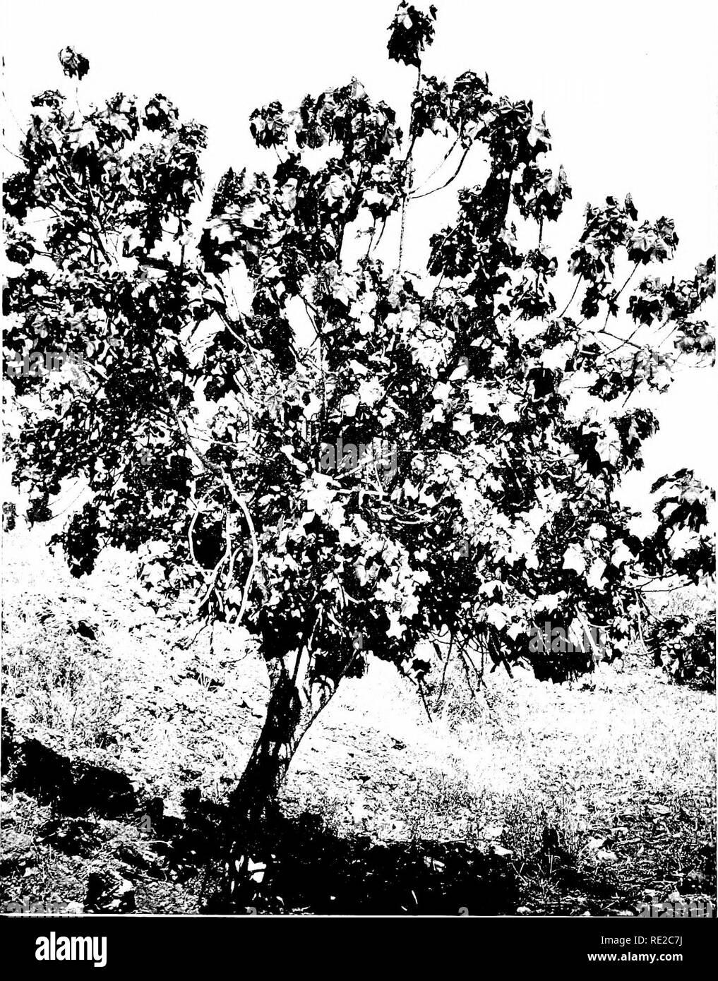 Kokia Black and White Stock Photos & Images - Alamy