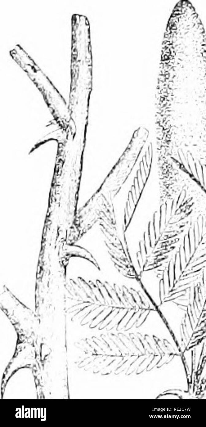 Exudation of gum hi-res stock photography and images - Alamy