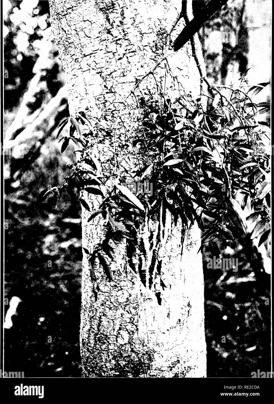 Fruiting and flow Black and White Stock Photos & Images - Alamy