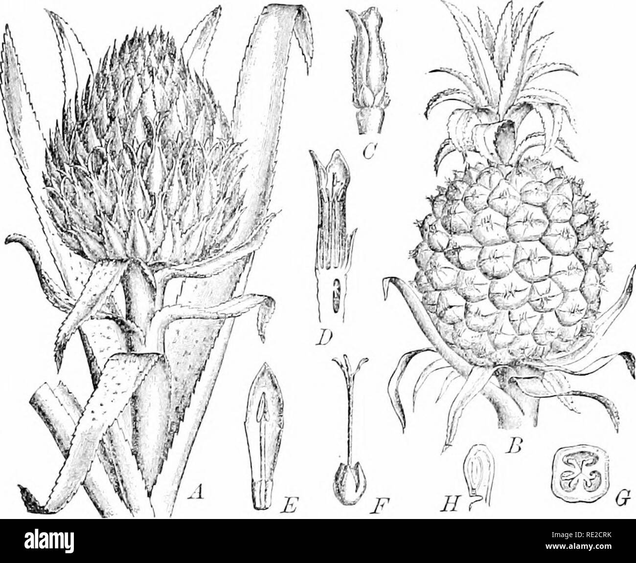Pineapple Flower Diagram