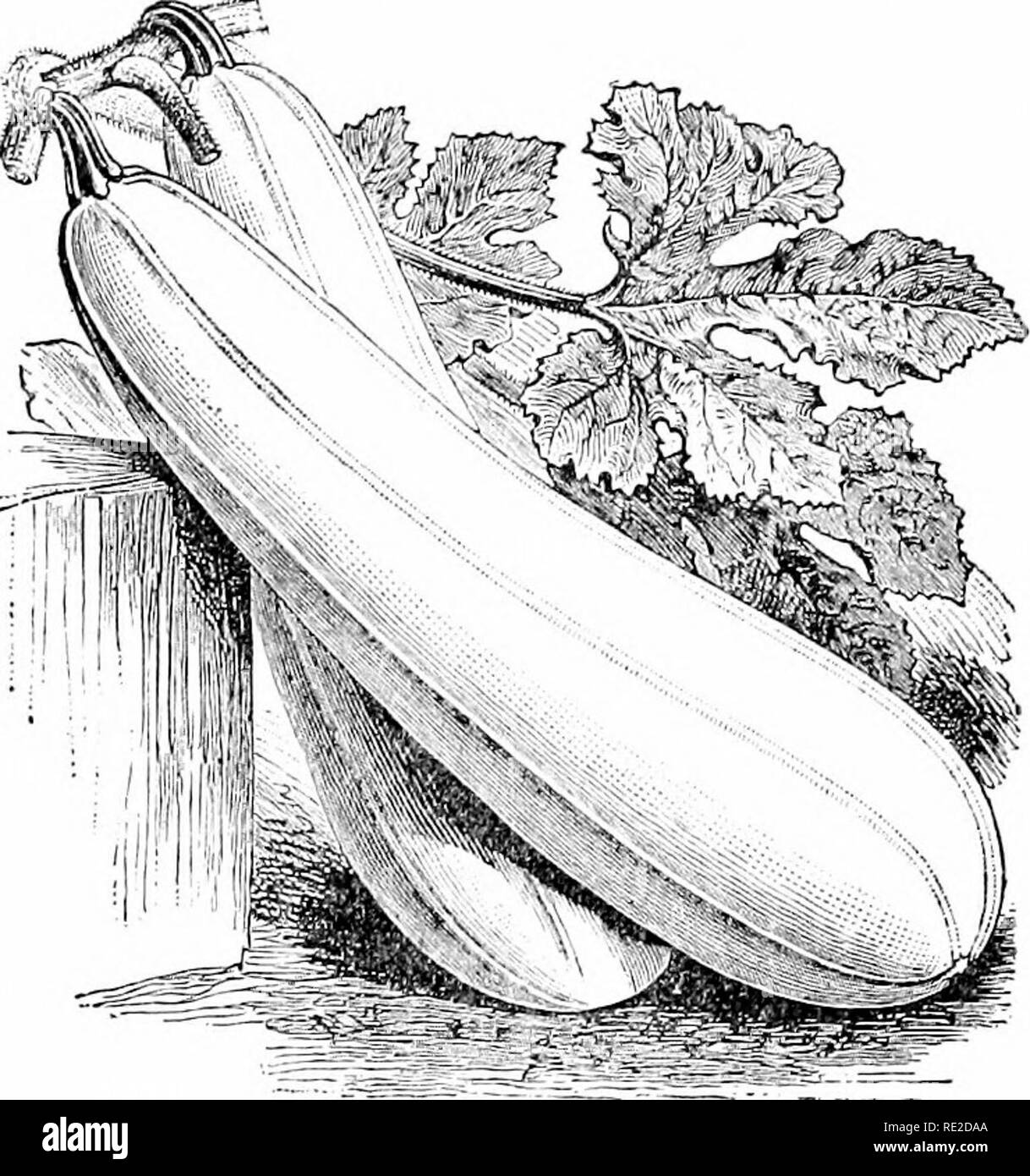 Cucurbita pepo var pepo Black and White Stock Photos & Images - Alamy