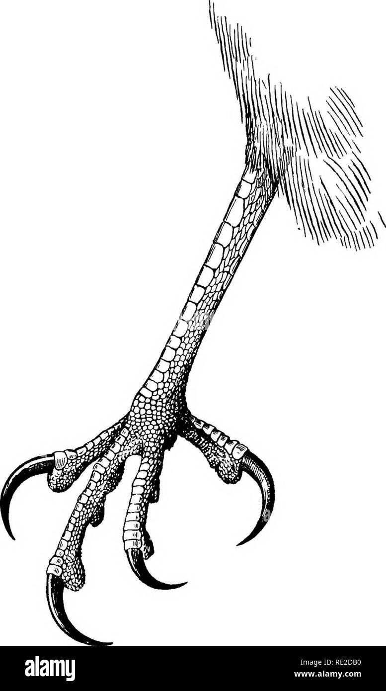 . The birds of South Africa. Birds. PALCONID^ CIRCUS 367 rounded; tibia ...