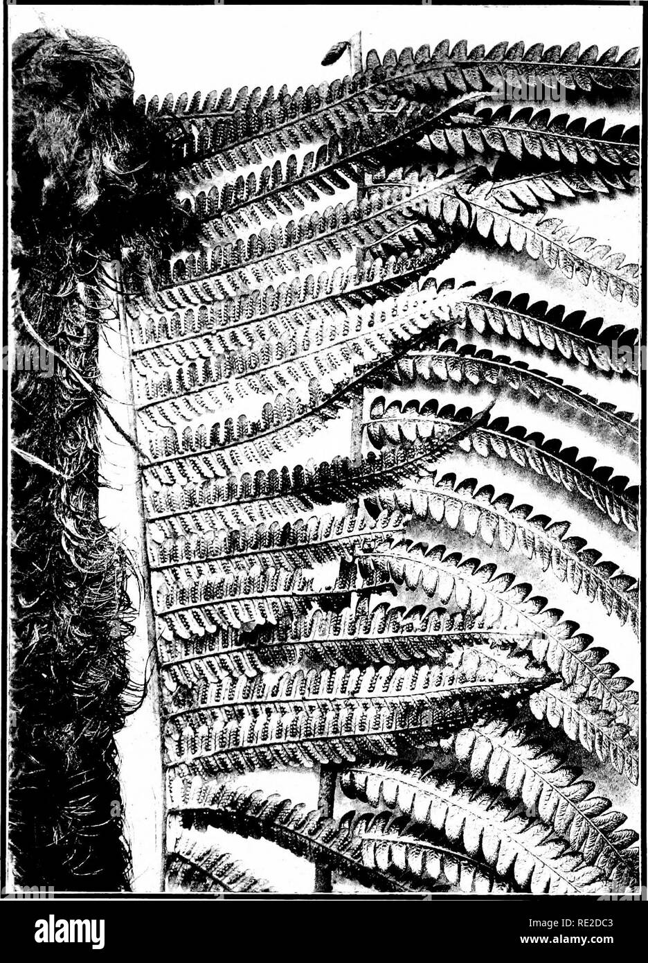 Cibotium menziesii hi-res stock photography and images - Alamy