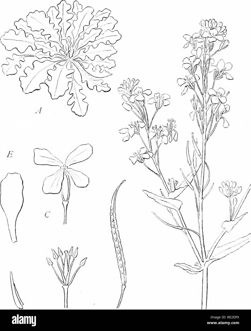 Kale second year Black and White Stock Photos & Images - Alamy