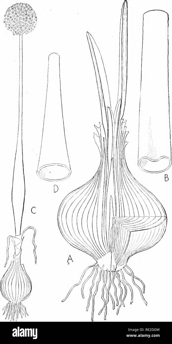 . Plants and their uses; an introduction to botany. Botany; Botany ...