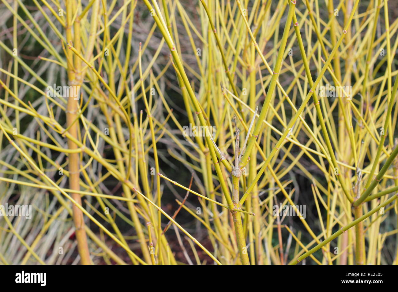 Box elder tree hi-res stock photography and images - Alamy