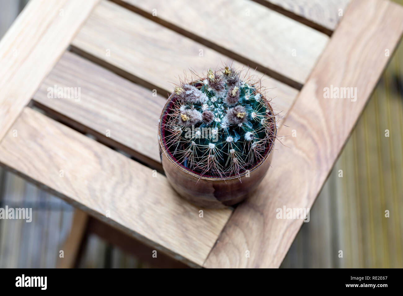 A cactus sitting on a table on decking, Britain Stock Photo - Alamy