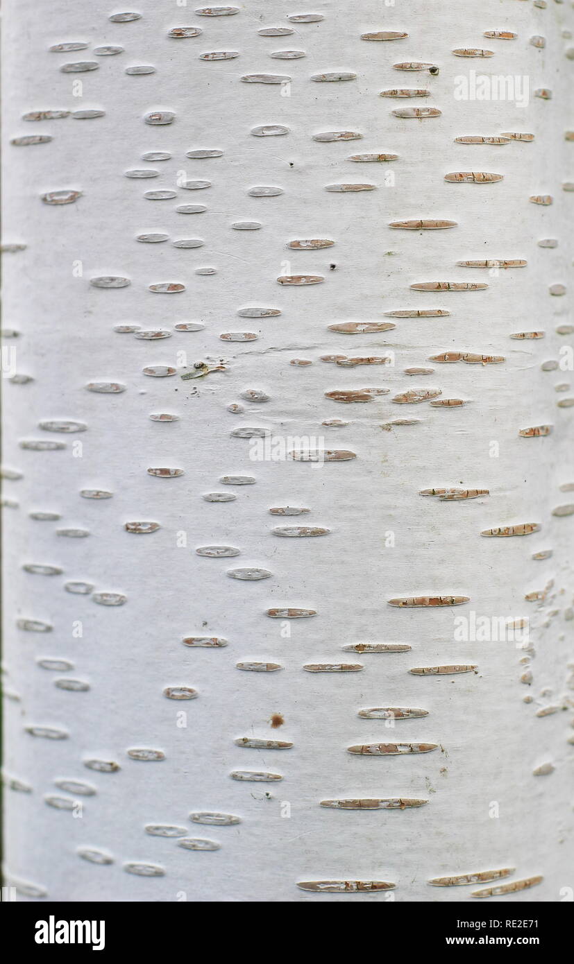 Betula utilis subtsp. Jacquemonitii 'Trinity College - a white barked ...