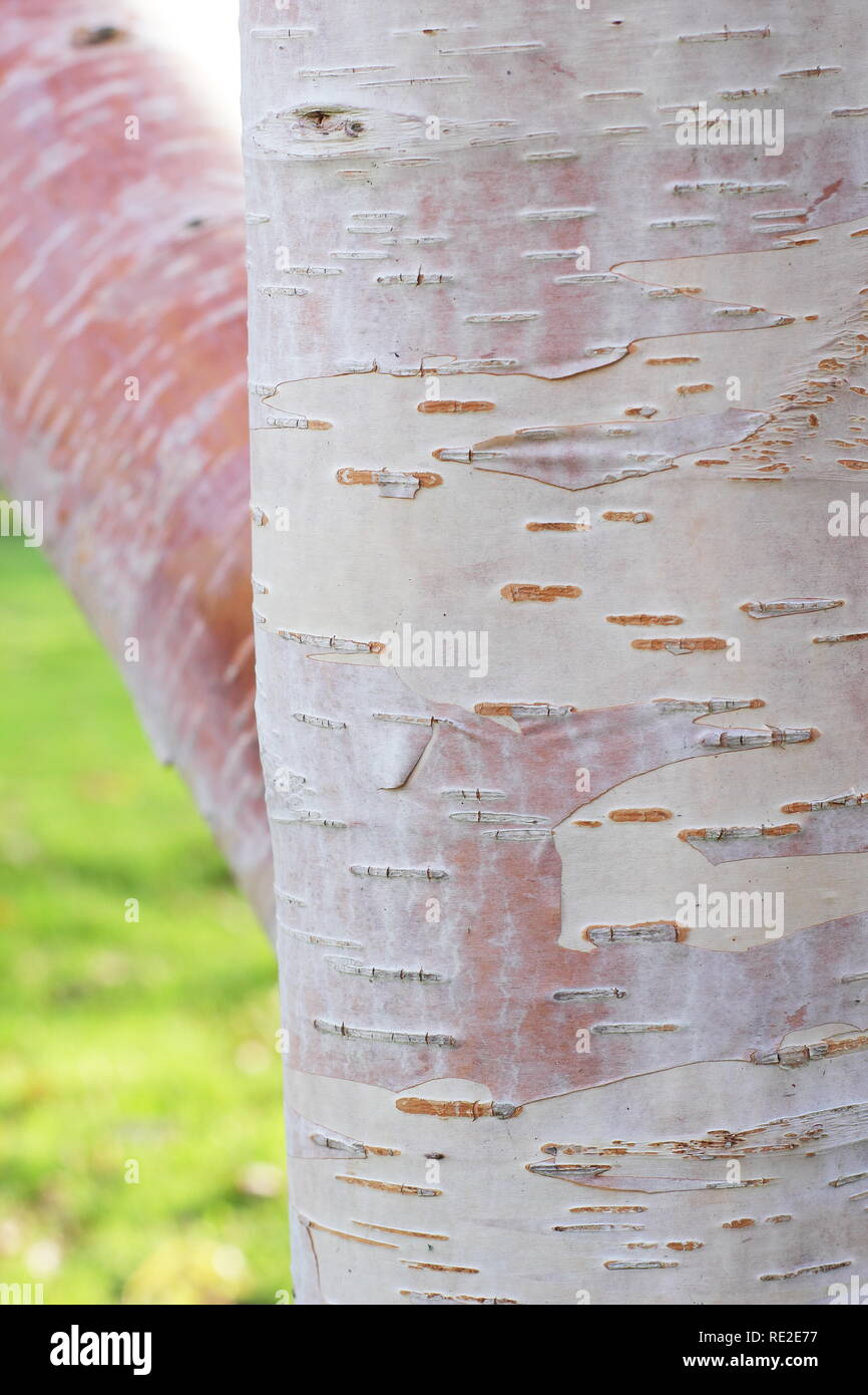 Chinese red birch hi-res stock photography and images - Alamy