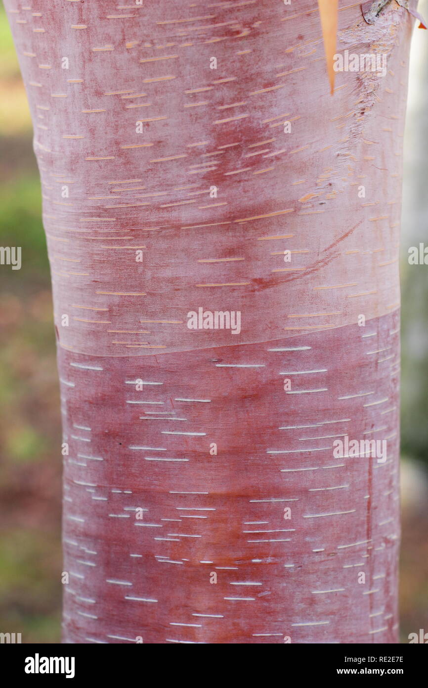 Betula china ruby hi-res stock photography and images - Alamy