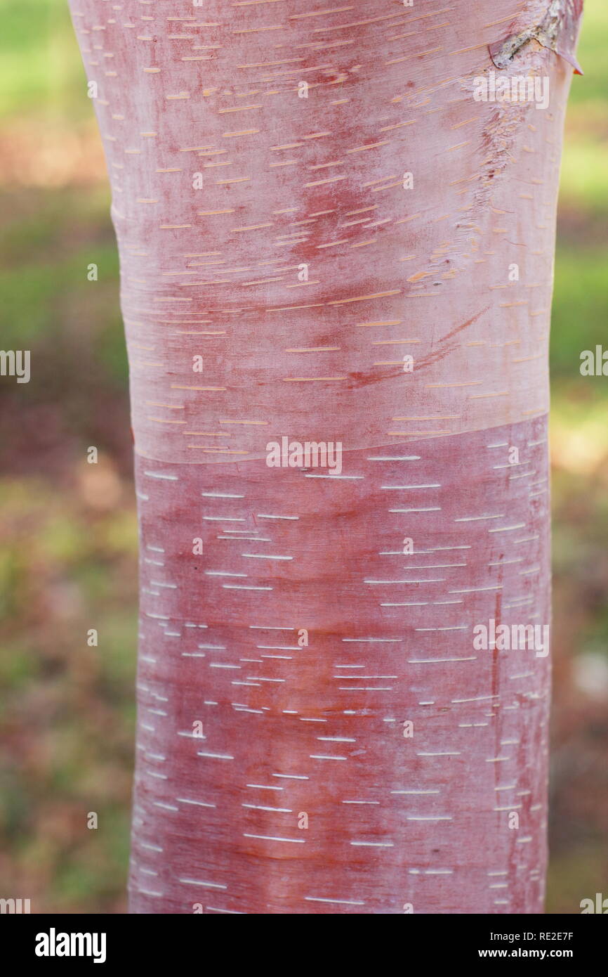 Betula china ruby hi-res stock photography and images - Alamy