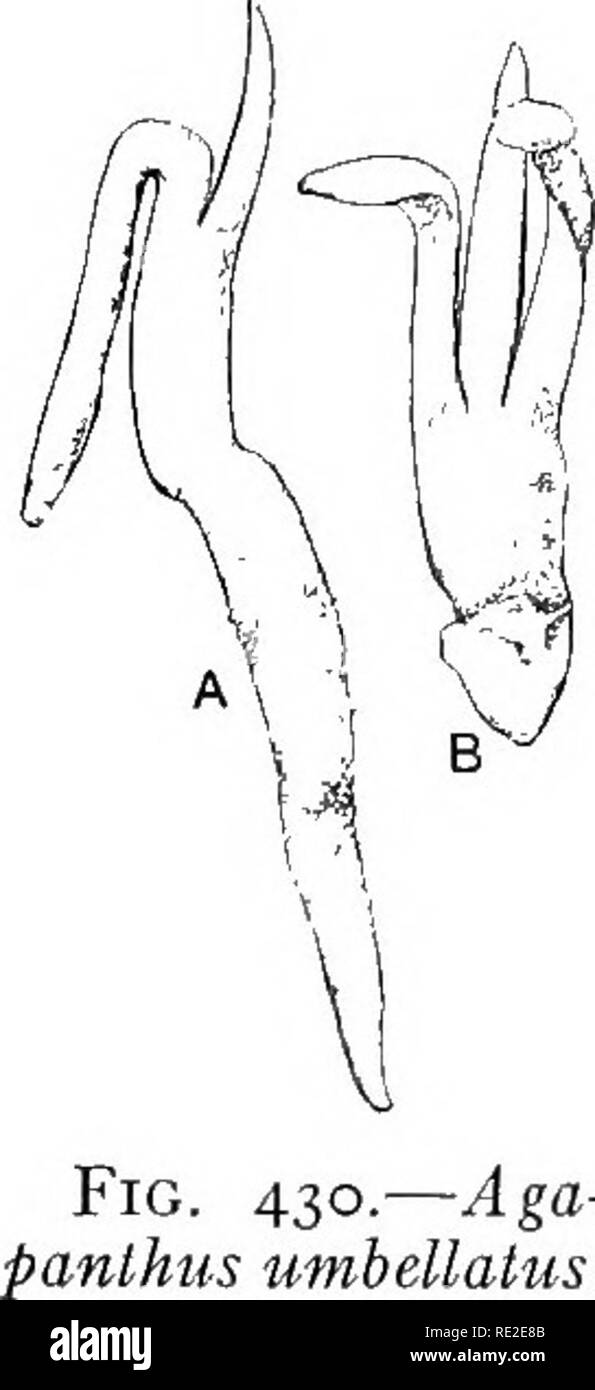 Cycadeoidea Black and White Stock Photos & Images - Alamy
