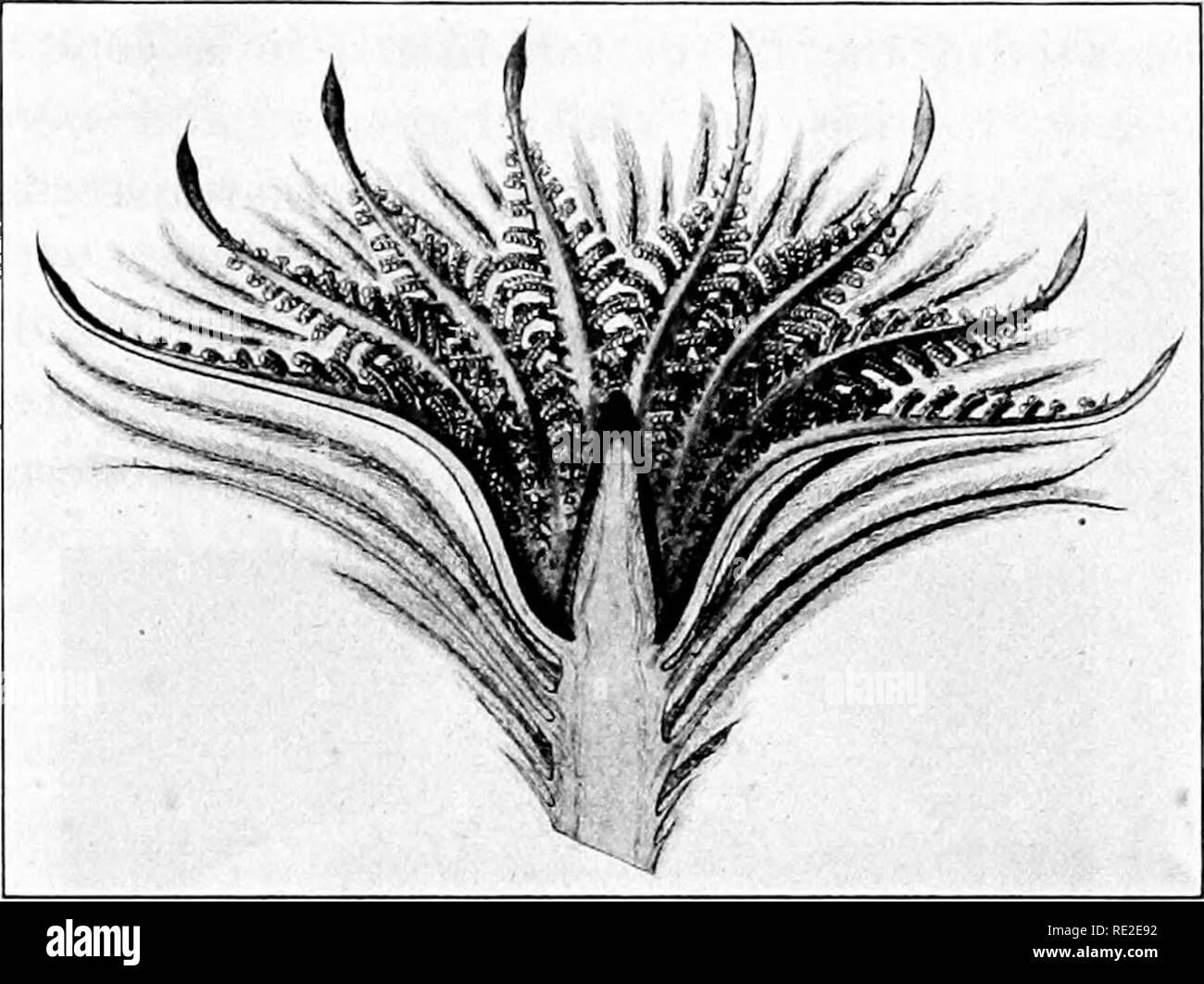 Silicified plants Black and White Stock Photos & Images - Alamy